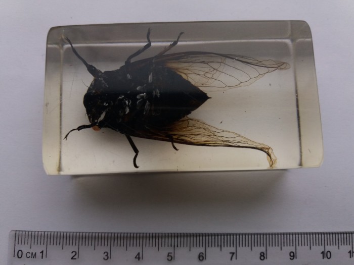 Insecte in rasina-Colectia Deagostini-6 | Okazii.ro