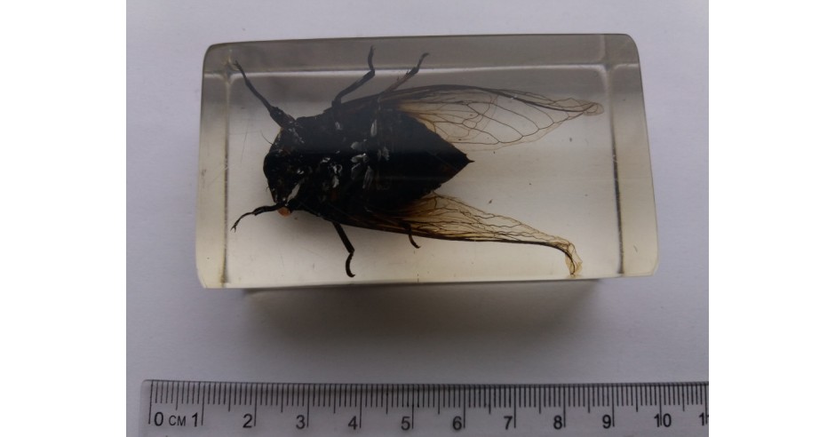 Insecte in rasina-Colectia Deagostini-6 | Okazii.ro