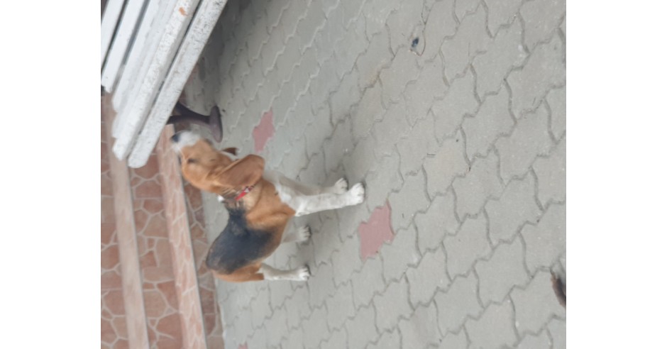Catelusa Beagle | Okazii.ro