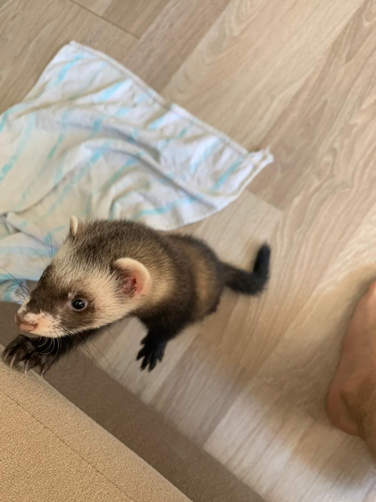 Dihor - animal de companie | arhiva Okazii.ro