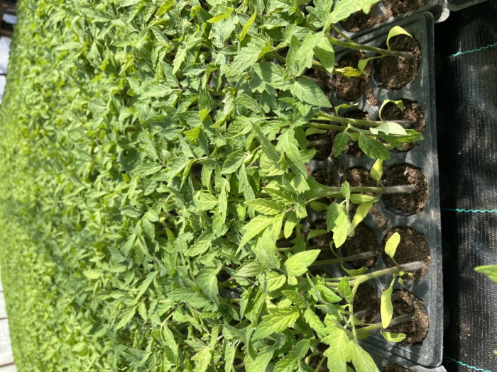 Rasad de rosii rila, grase romanesti si altele | rasaduri 2024 | Okazii.ro