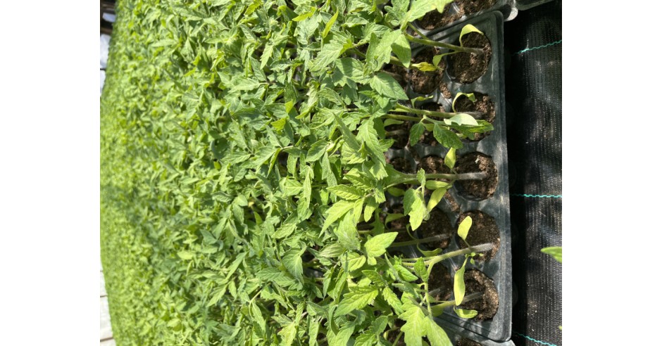 Rasad de rosii rila, grase romanesti si altele | rasaduri 2024 | Okazii.ro