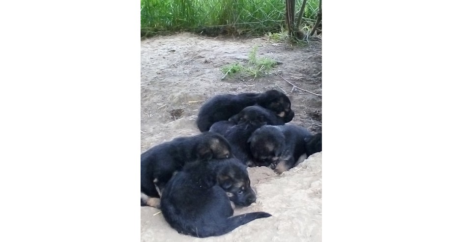Catelusa de caine-lup, ciobanesc german, rasa pura | arhiva Okazii.ro