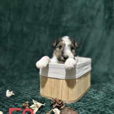 Cauti Fox terrier par neted(femele si masculi)/par sarmos(doar femela ...