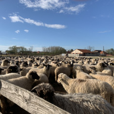 Cauti Oi Merinos de Palas? Vezi oferta pe Okazii.ro