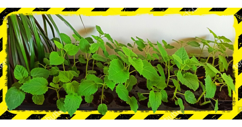 Rasad Paulownia Shantong | arhiva Okazii.ro