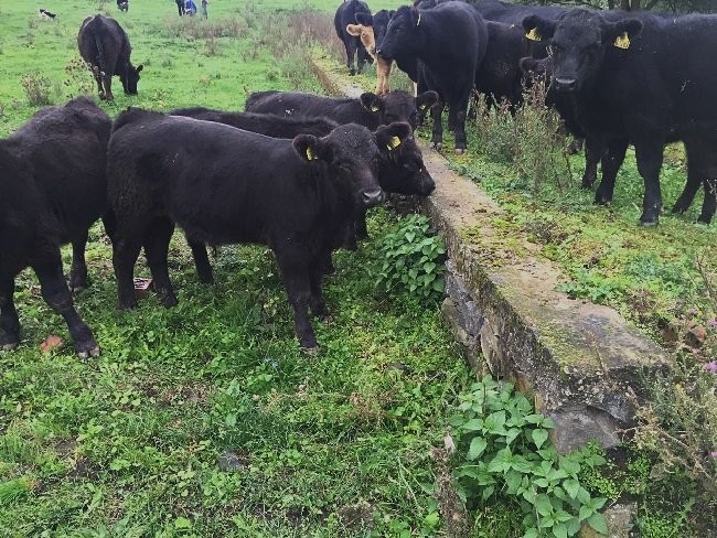 Vaci Aberdeen Angus in rate. | arhiva Okazii.ro