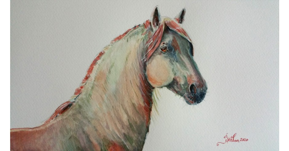 Acuarela studiu cal ( tablouri tablou picturi pictura grafica decor ...