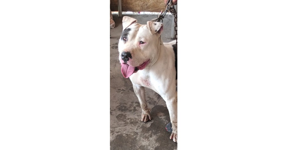 Caine amstaff | arhiva Okazii.ro