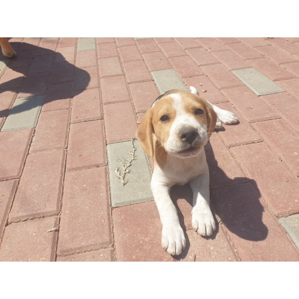 Pui catei beagle | arhiva Okazii.ro