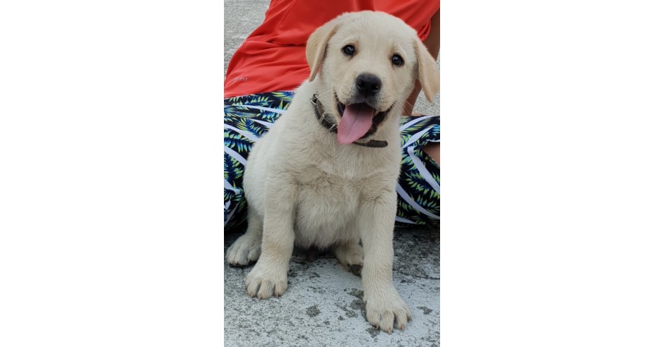 Vand pui Labrador Retriever-mascul | arhiva Okazii.ro