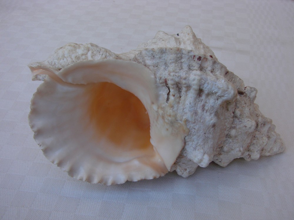 Impresionanta scoica de dimensiune mare 24 x 13 cm (3) | arhiva Okazii.ro