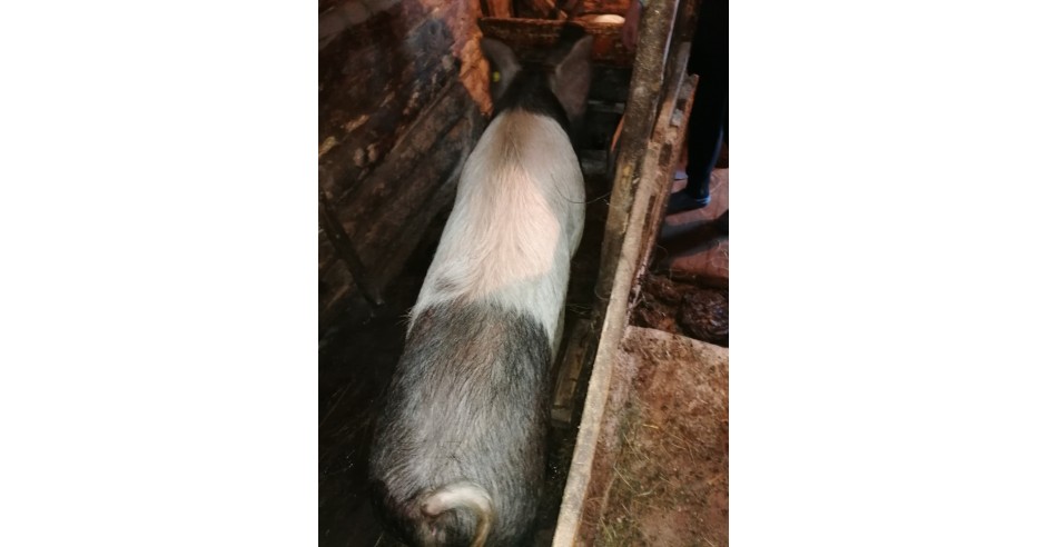 Vand porc de taiat origine Bazna | arhiva Okazii.ro