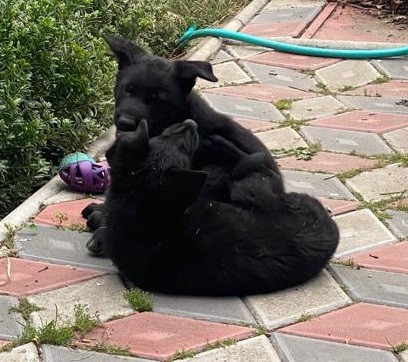 Pui caine Lup Alsacian complet negru talie mare | arhiva Okazii.ro