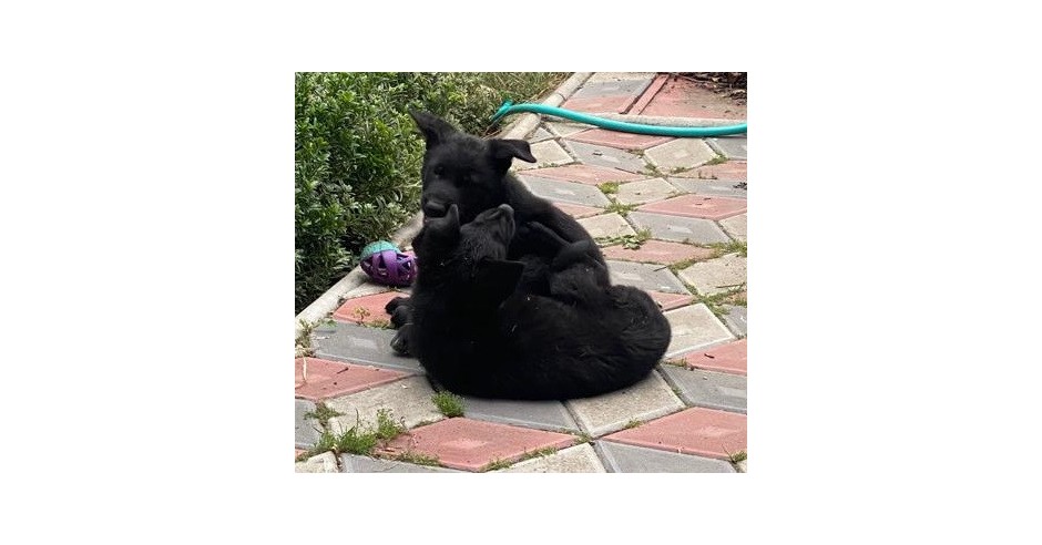 Pui caine Lup Alsacian complet negru talie mare | arhiva Okazii.ro