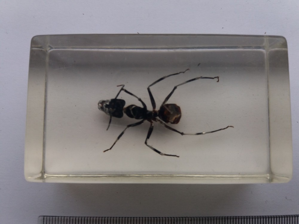 Insecte in rasina-Colectia Deagostini-10 | arhiva Okazii.ro