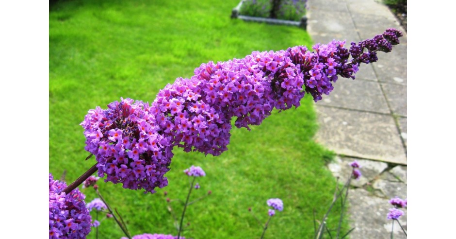 Liliac de vara mov (Buddleja dav. Border Beauty) | arhiva Okazii.ro