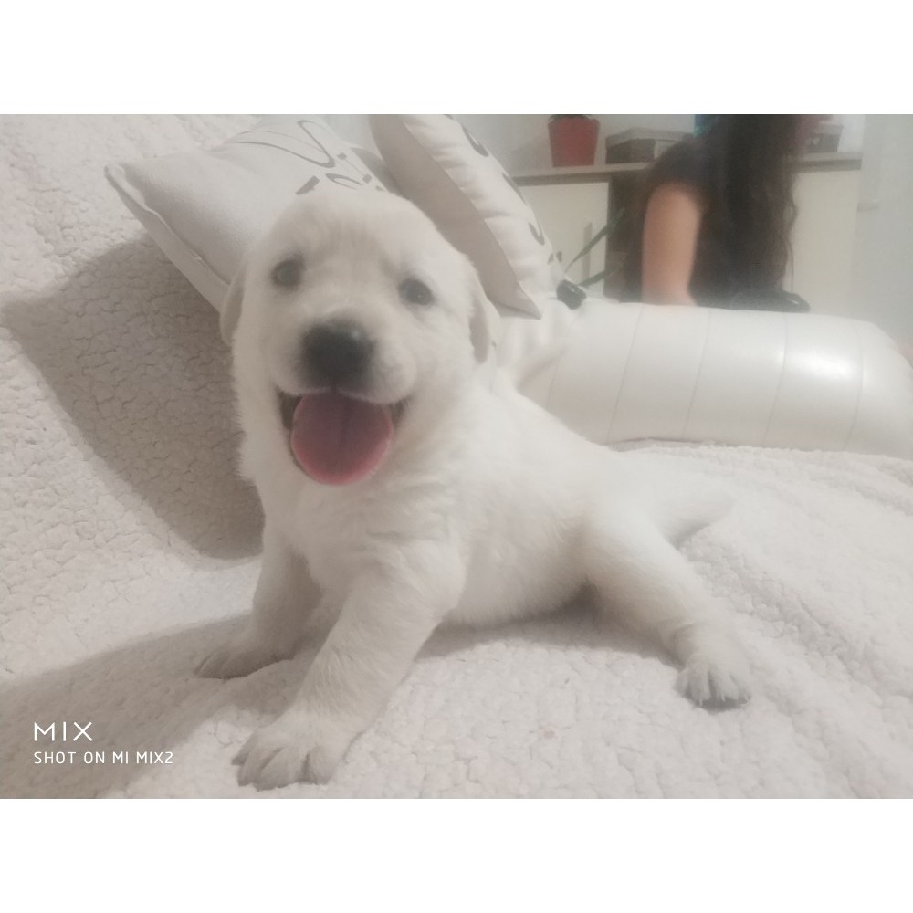 Pui labrador | arhiva Okazii.ro
