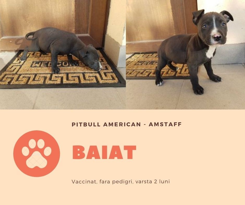 Pui pitbull american - amstaff | arhiva Okazii.ro