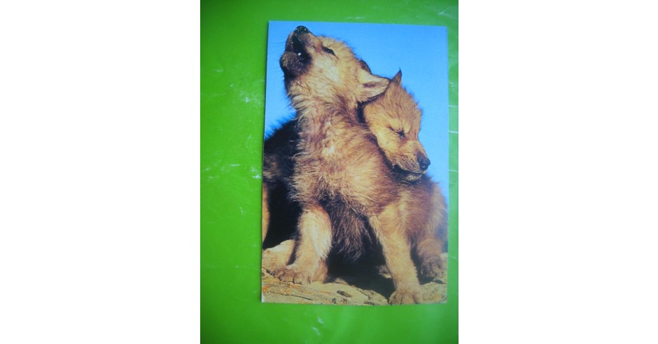 HOPCT 51821 PUI DE LUP -FAUNA AFRICANA -NECIRCULATA | arhiva Okazii.ro