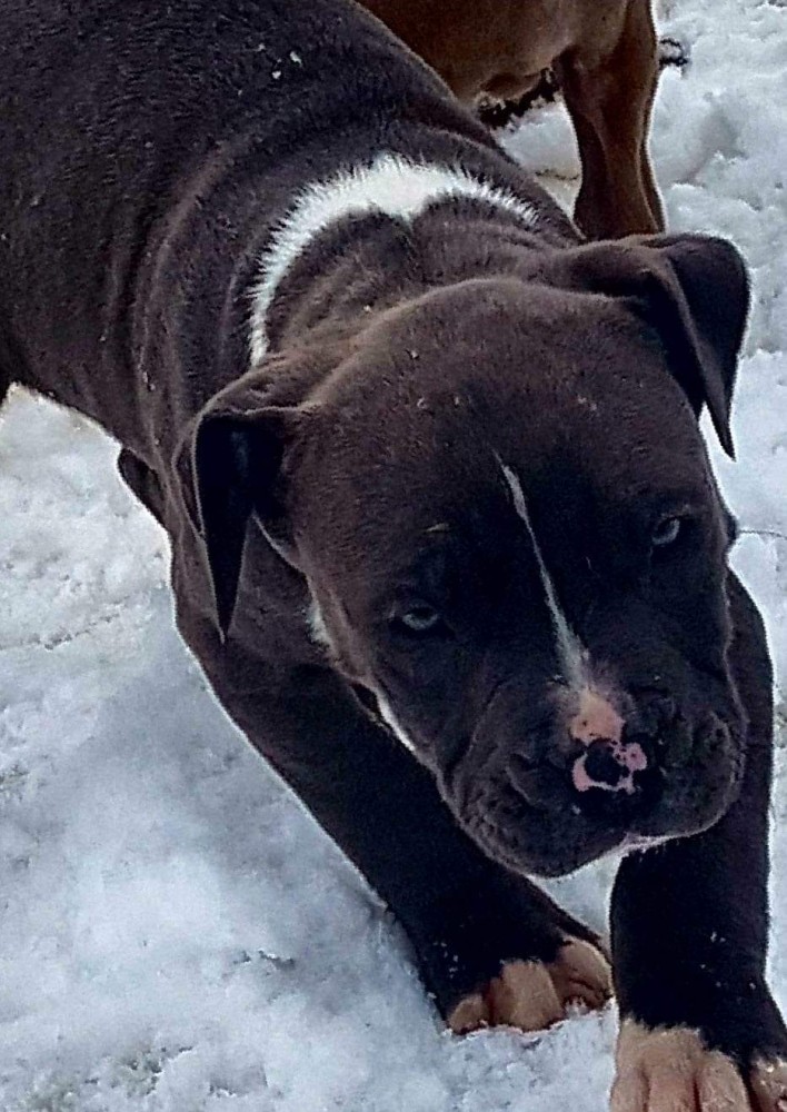 Vand pui amstaff 2 luni | arhiva Okazii.ro