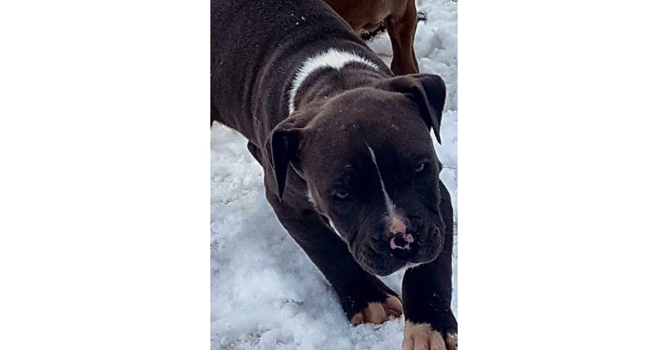 Vand pui amstaff 2 luni | Okazii.ro