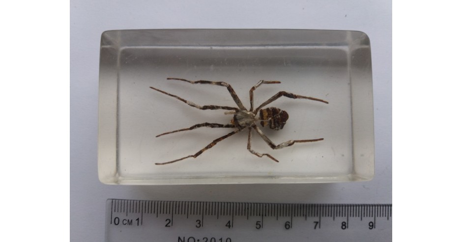 Insecte in rasina-Colectia Deagostini-11 | arhiva Okazii.ro